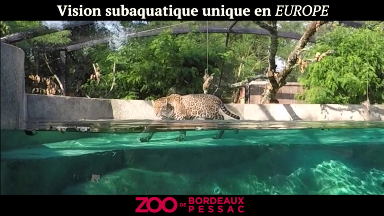 Les jaguars du Zoo de Bordeaux Pessac - YouTube