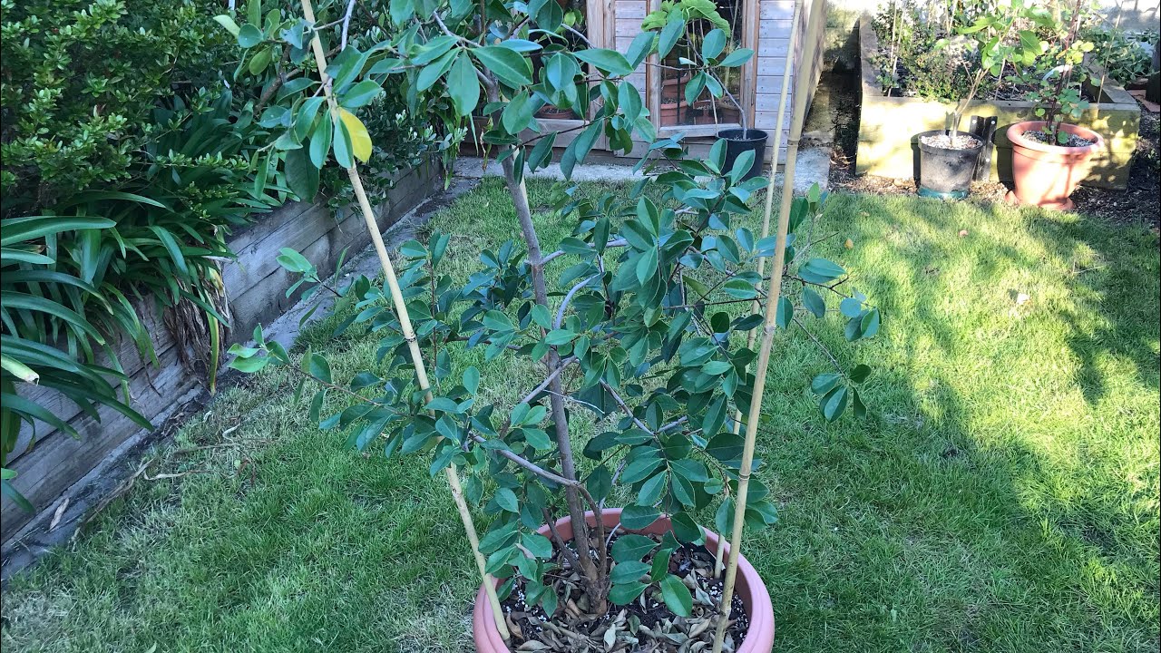 Strawberry / Red Cherry Guava ( Psidium Cattleianum ), late Spring ...