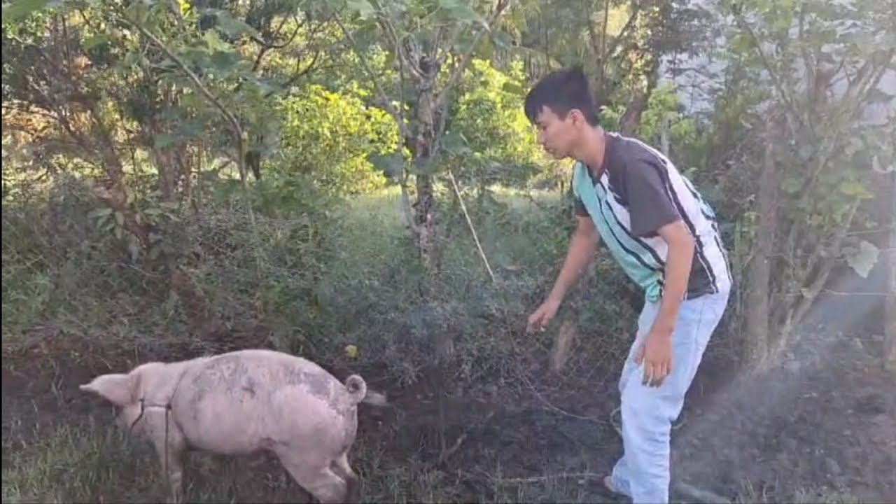 Tendremos Más Marranos En La Granja Del Guanapin 😃😃 - YouTube