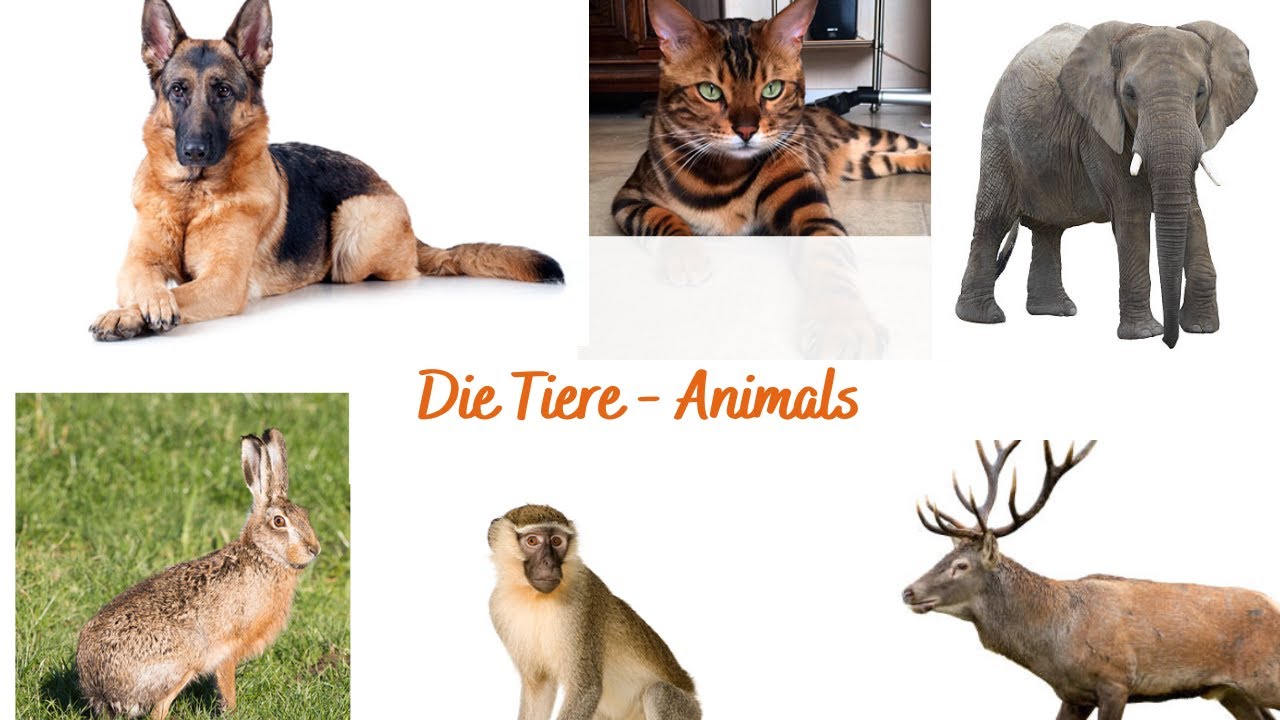 Die Tieren Wortschatz ||Haustiere || Animals Vocabulary - YouTube