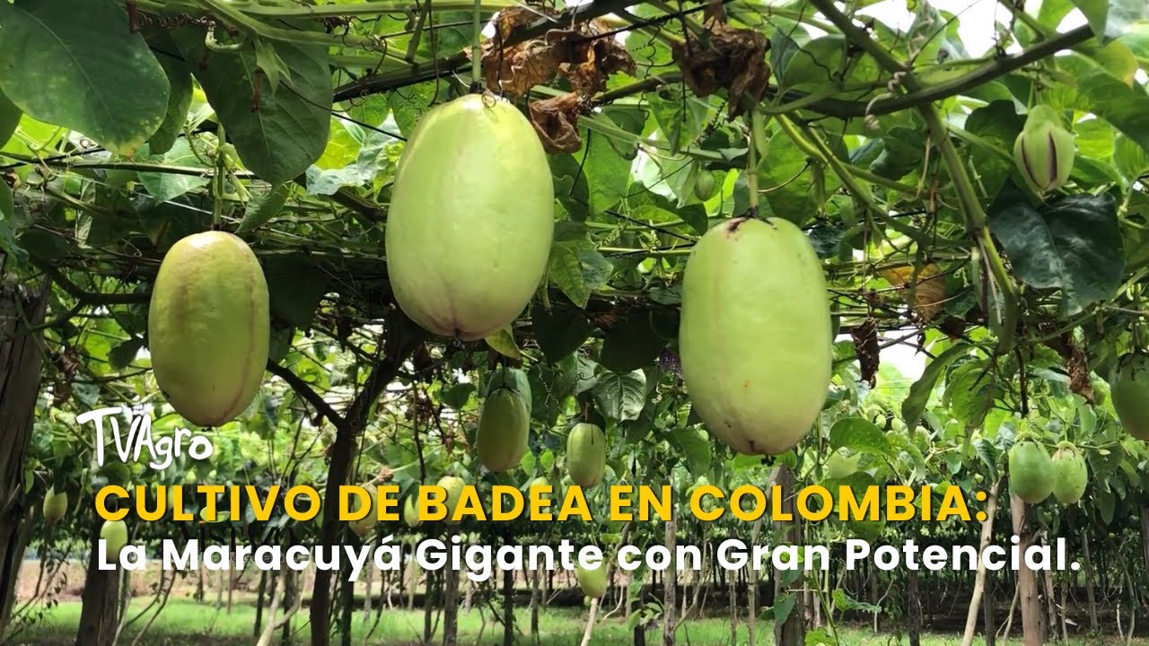 Cultivo de Badea en Colombia: La Maracuyá Gigante con Gran Potencial ...