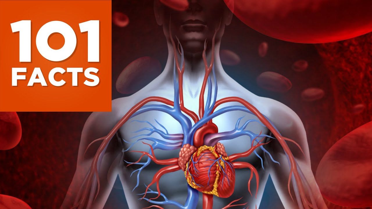 101 Facts About The Human Body YouTube 101-facts-about-the-human-body-youtube