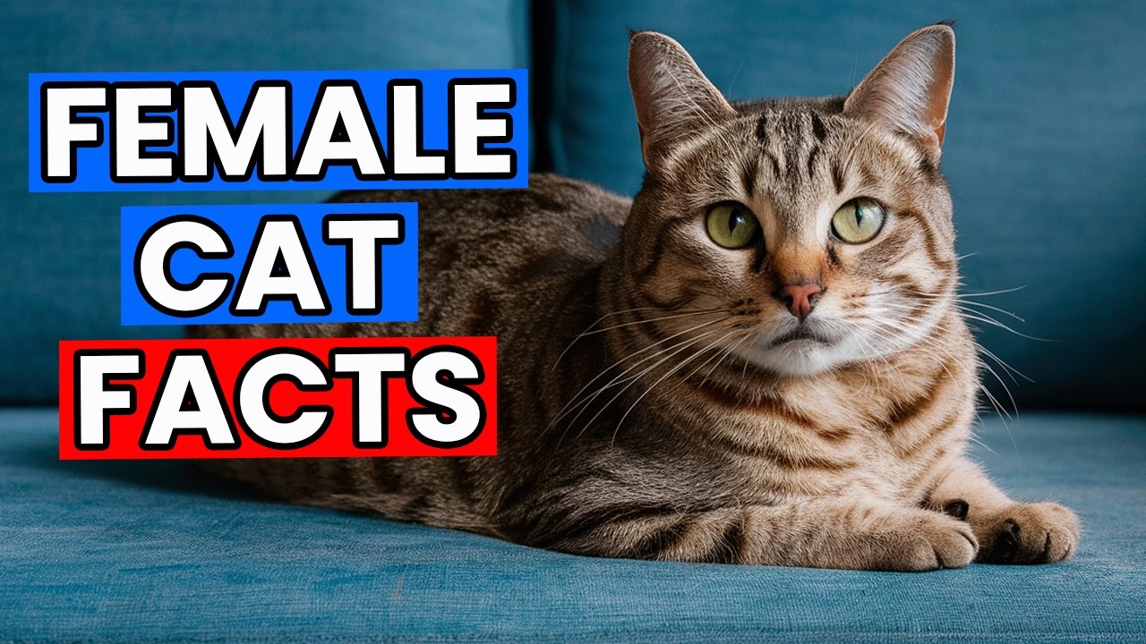 9 Surprising Facts About Female Cats You NEED To Know (#6 is kind of ...