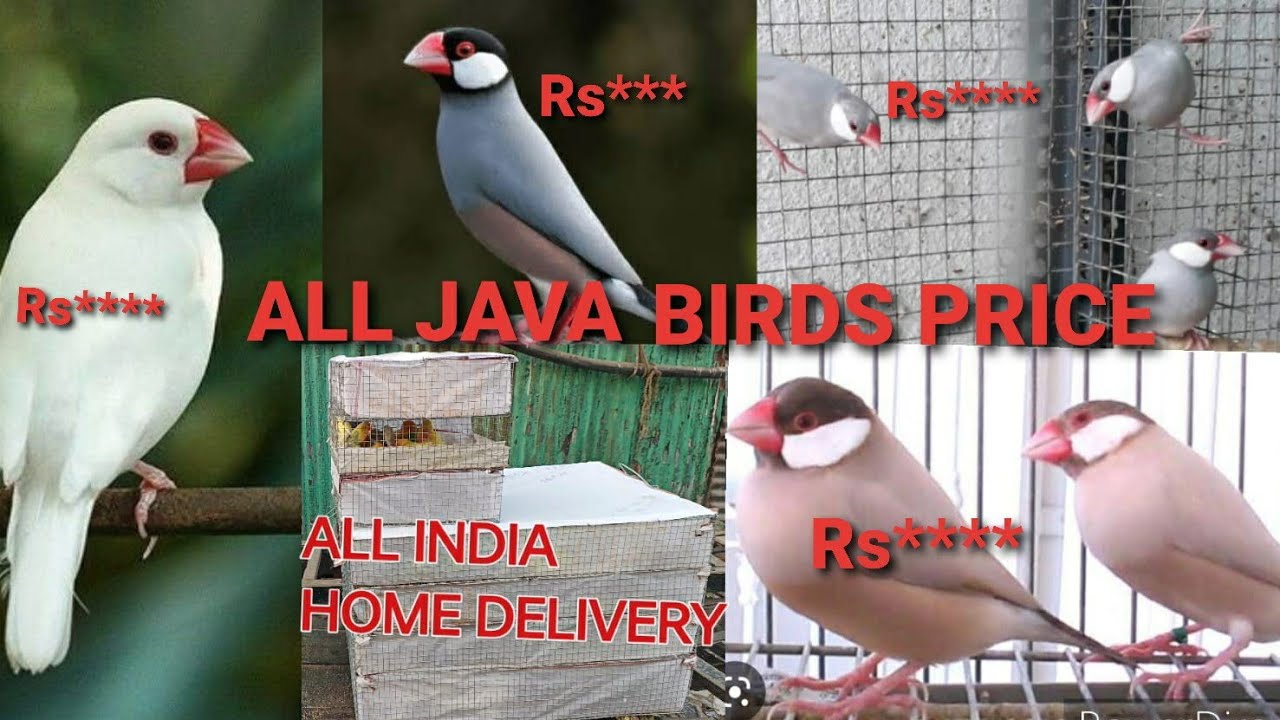 ONLINE ALL INDIA DELIVERY/WHITE JAVA PRICE / SELVAR JAVA PRICE/ FAUN ...