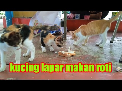 KUCING MAKAN ROTI UNTUK MENGHILANGKAN RASA LAPAR#kucingjalanan ...