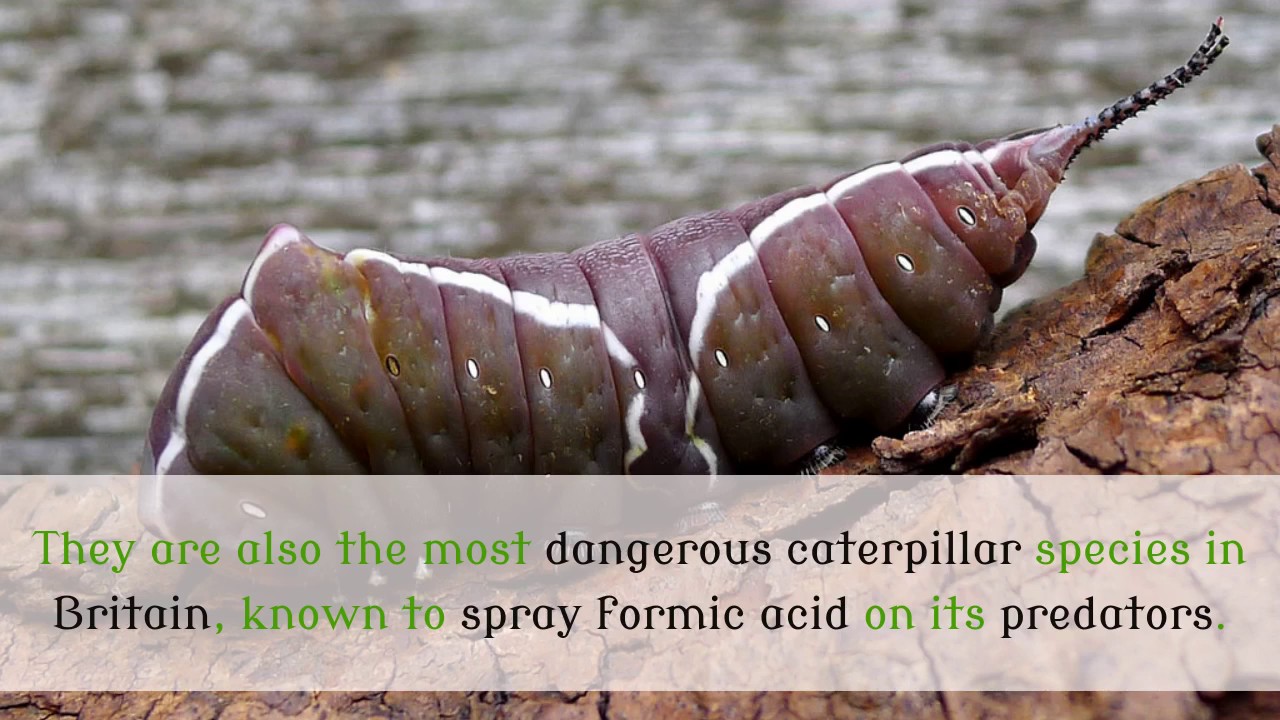 12 Cool Facts You Should Know About Puss Moth - YouTube