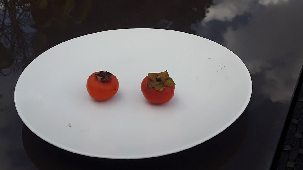 American persimmon Garretson, 2 more tiny fruits to try - YouTube