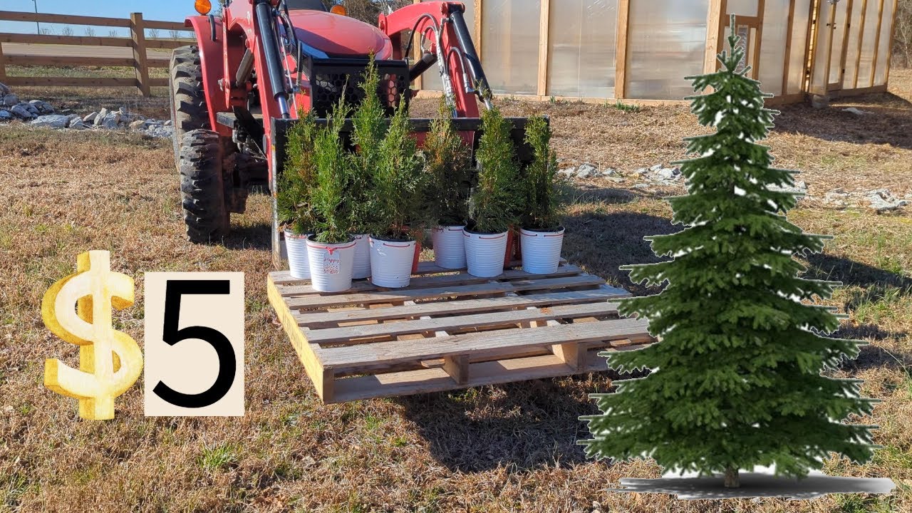How to plant Christmas Trees - Giving New Life to $5 Christmas Trees ...