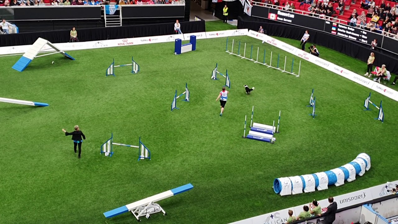 MOMENTUM Susan Garrett Large Agility AWC 2019 - YouTube