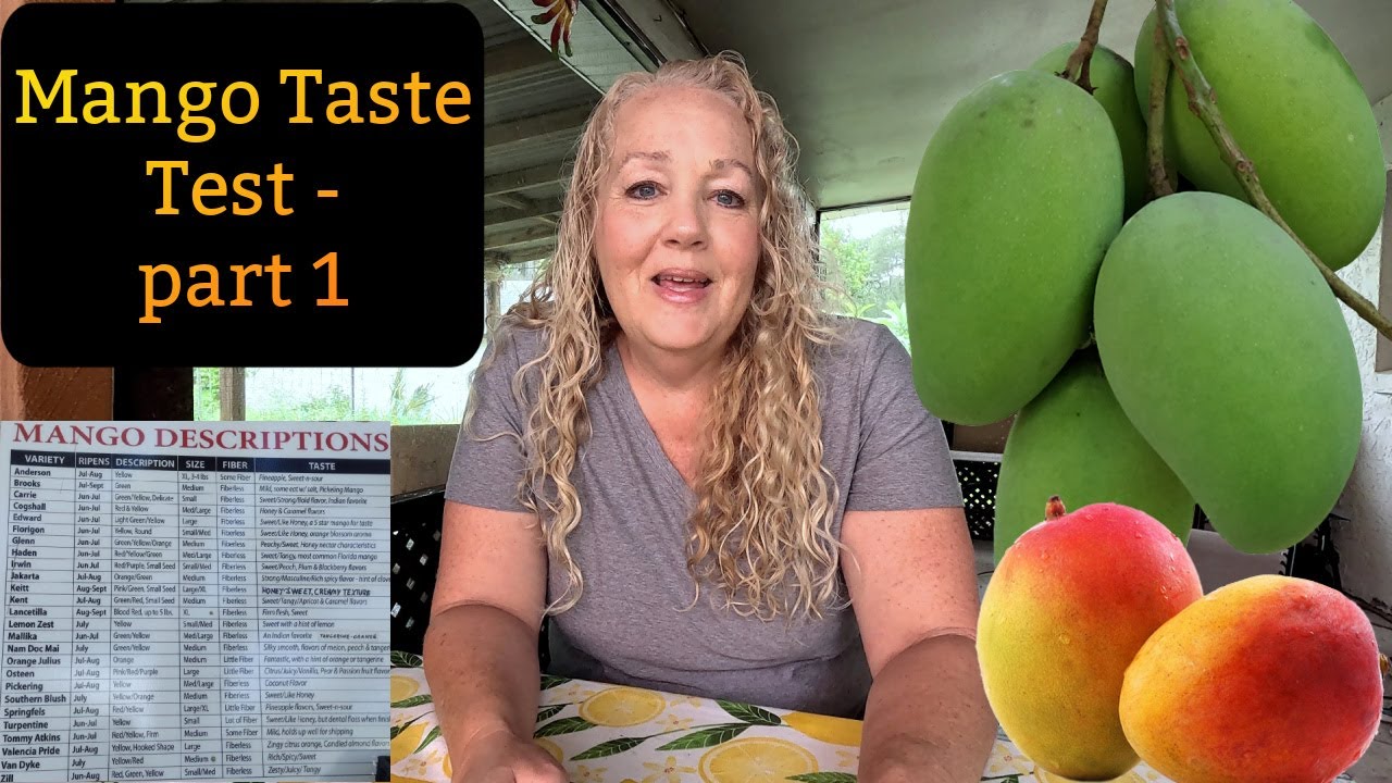Mango Taste Testing, plus picking my FIRST homegrown mango - YouTube