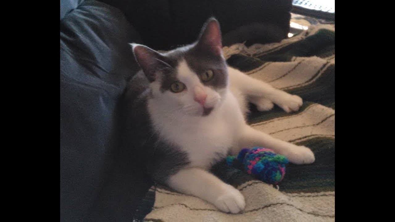 Remy boy gets a St. Patrick's Day present from Mommy - YouTube