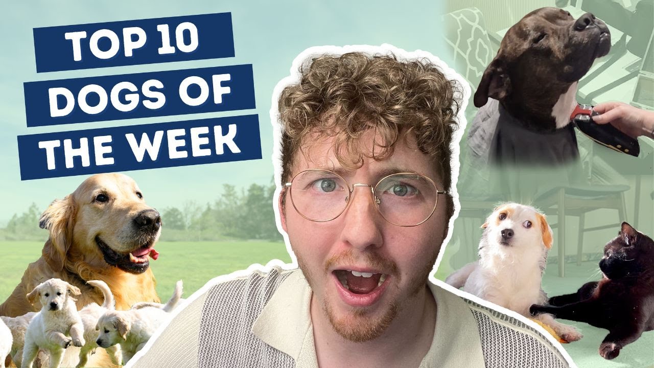 Another Stacked Week of Very Good Dogs | Top 10 Dogs - YouTube