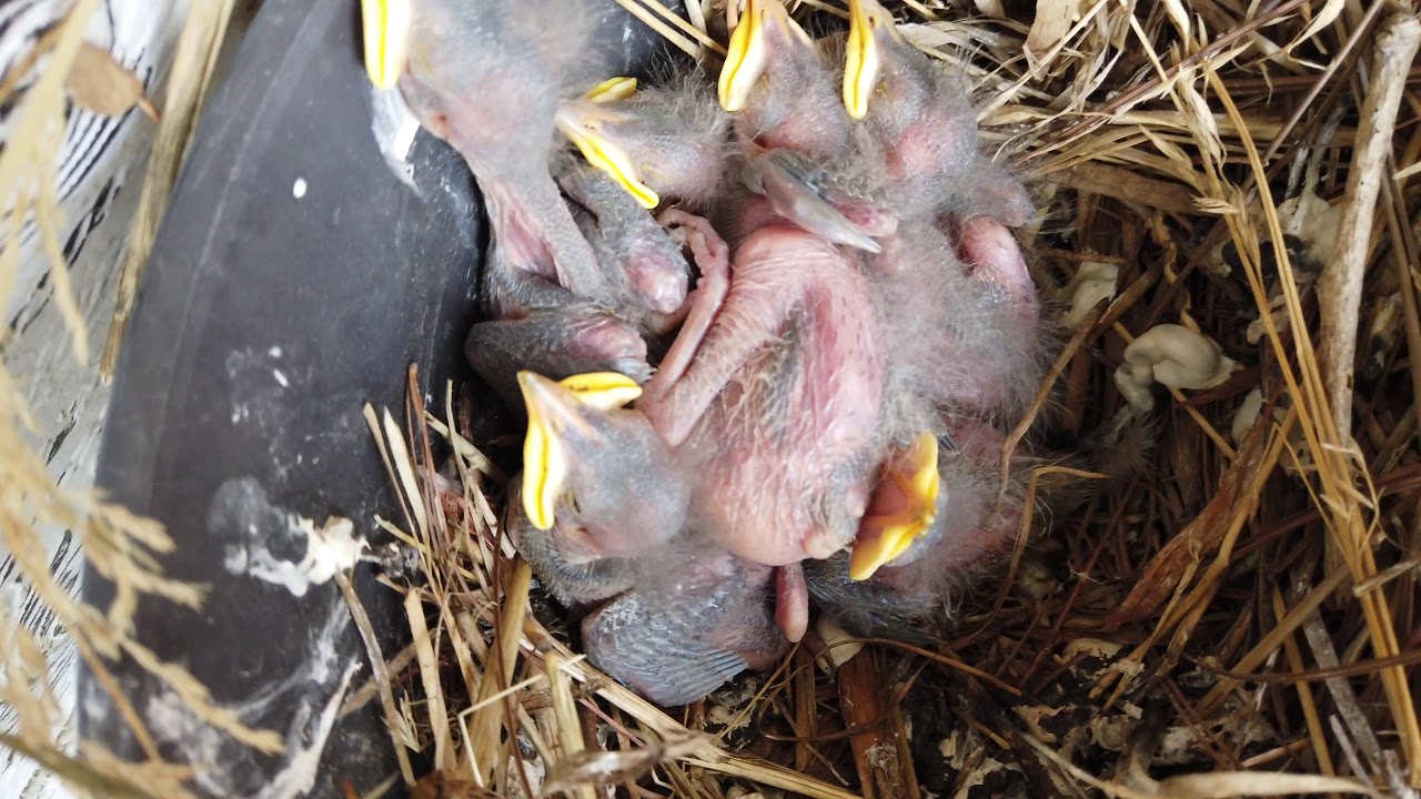 Giải cứu tổ chim non. - YouTube