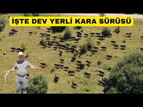 Sonunda Çankırı Yaylalarında Öyle Bir YERLİ KARA Sürüsü Buldum! DEVLET KORUMASINDA!