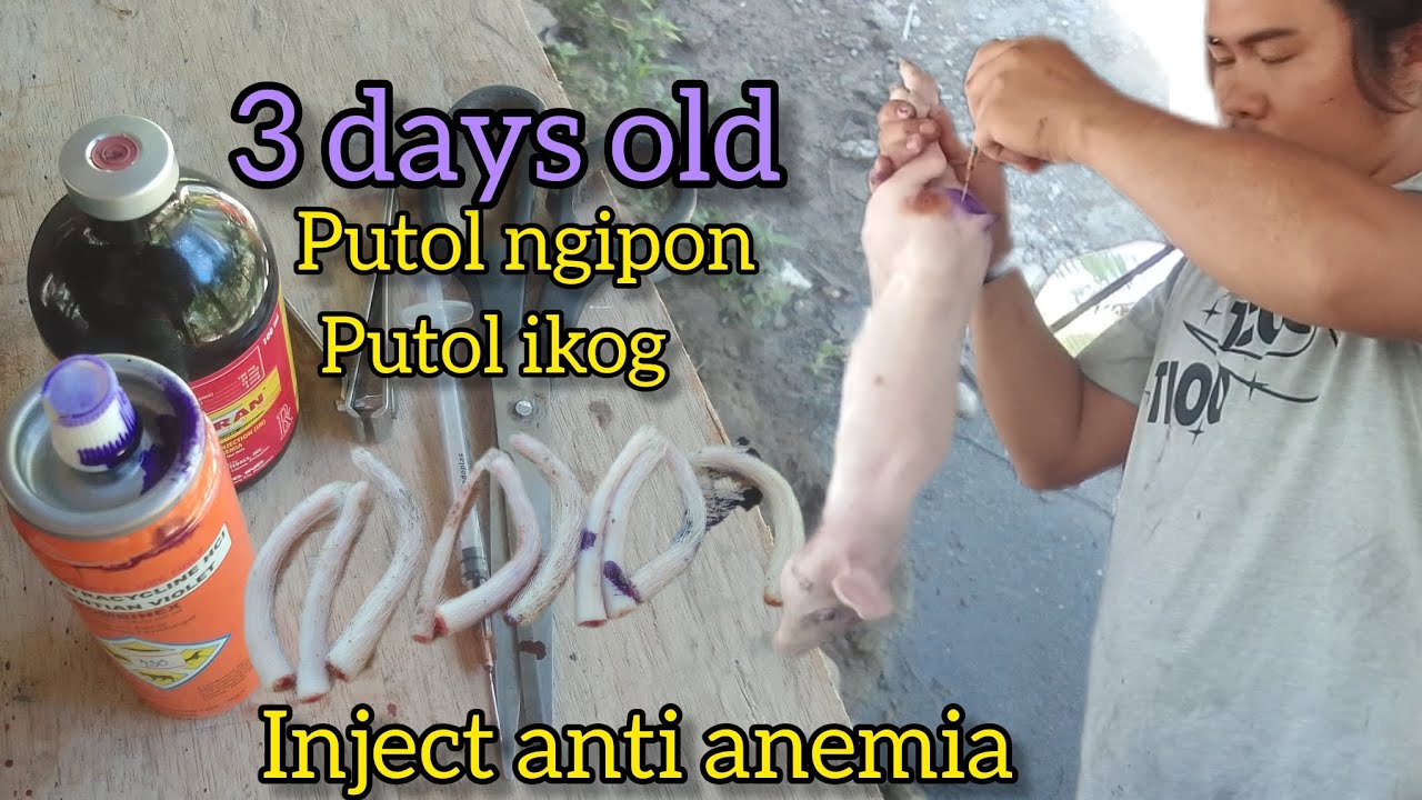 putol ikog + putol ngipon + injection in one section sa biik na 3days ...