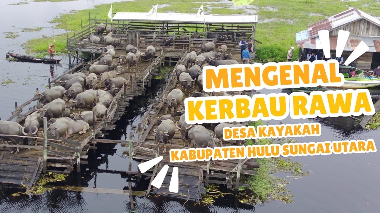 Mengenal Kerbau Rawa Desa Kayakah Kabupaten Hulu Sungai Utara - YouTube
