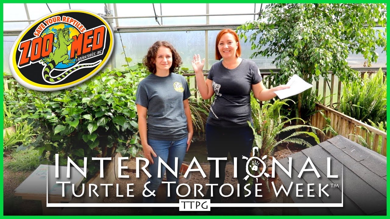 International Turtle and Tortoise Week 2018 Announcement - YouTube