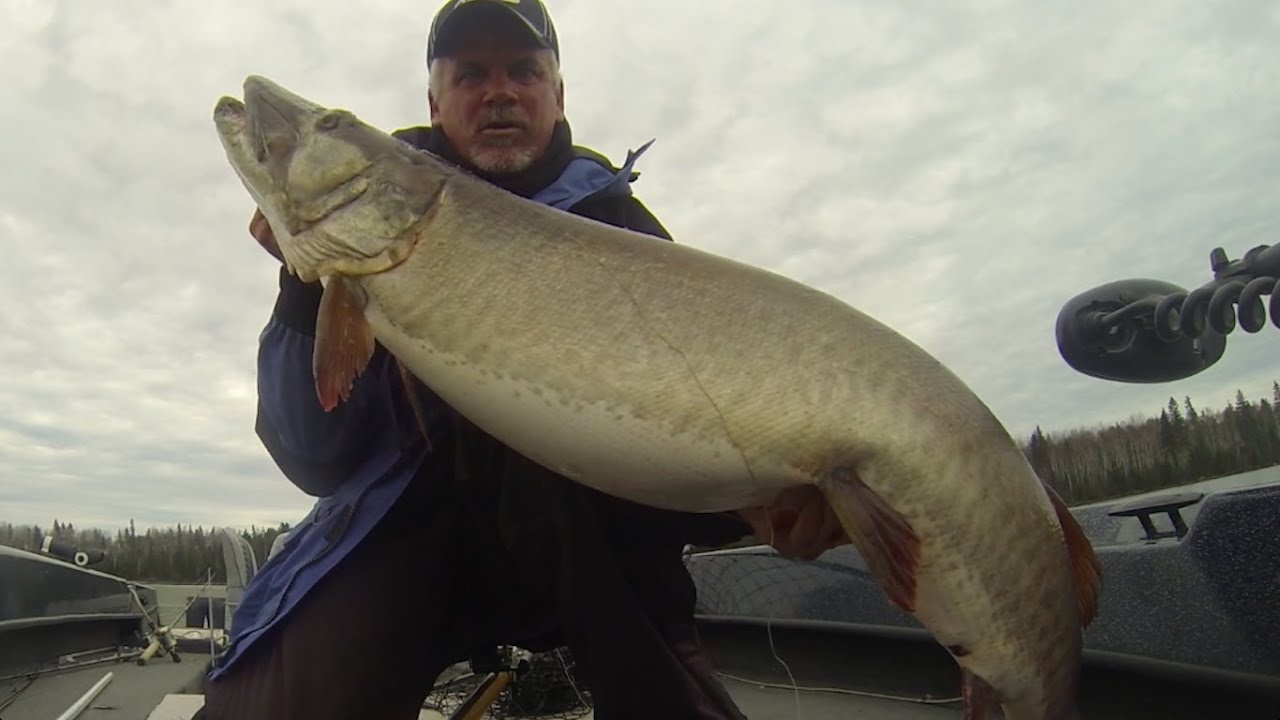 Eagle Lake Musky fishing 52+ inch fall pig landed alone! - YouTube