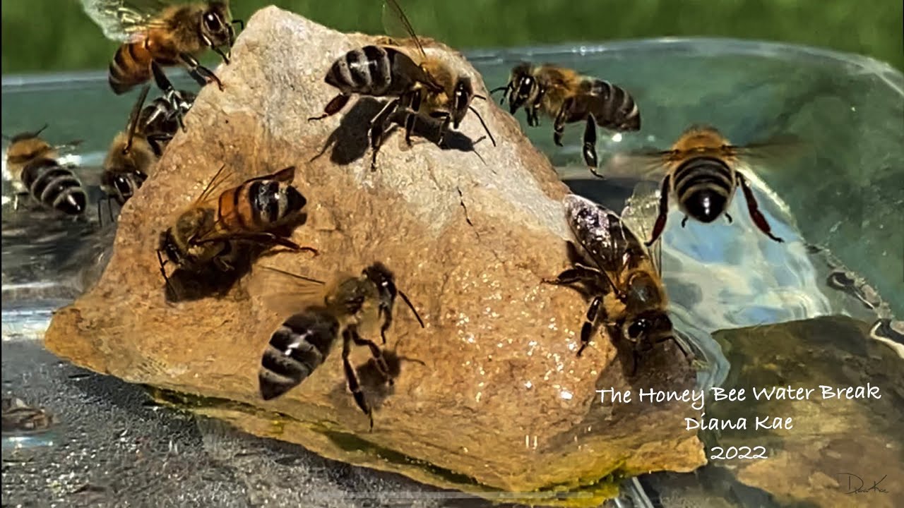 The Honey Bee Water Break ~ Missouri Nature ~ Western Honey Bee ...