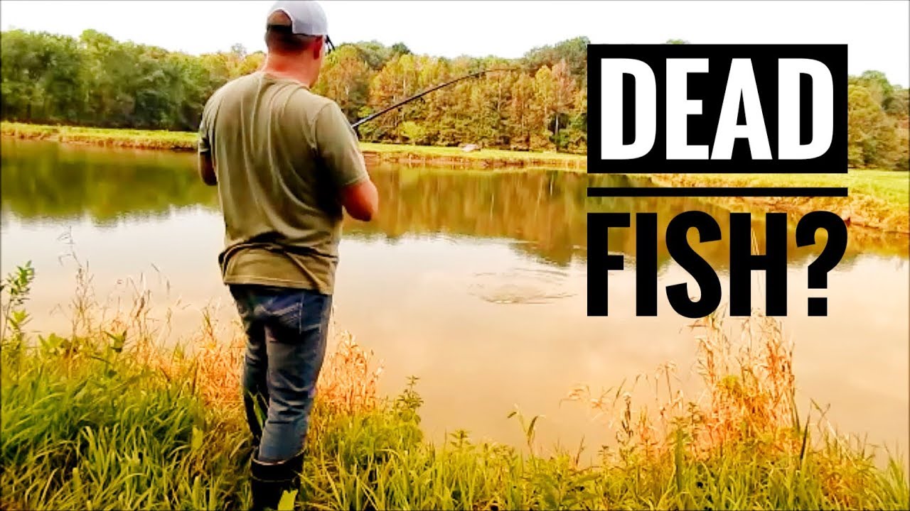 Weird, Dead Fish!! -- (Pond Fishing for Bass) Indiana Bass Fishing ...