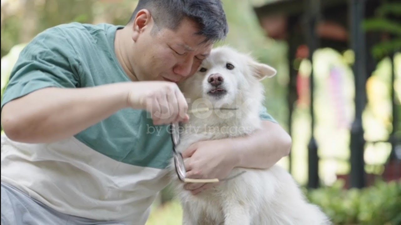 supportive white dog and depressed crying asian man😢🙏 - YouTube