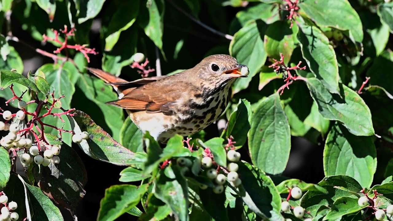 Catharus guttatus HERMIT THRUSH eating berries, flying. 9070981 - YouTube
