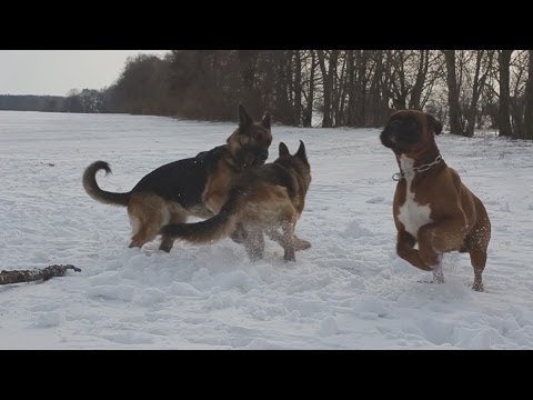 Dogfight - german shepherd vs boxer (with slowmotion)
