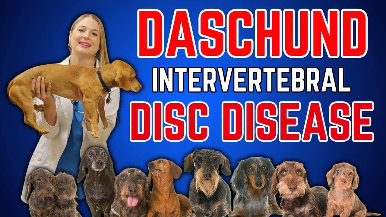 Why Dachshunds get (IVDD) Back Disease? | Dr. Lindsay Vet SIMPLY ...
