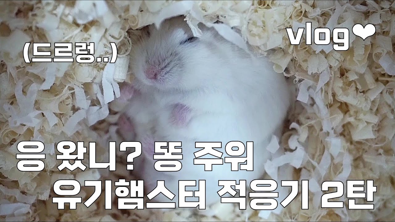 Vlog L 응 집사 왔니 똥 주워 L 햄스터브이로그 L 햄스터 입양 L 드워프햄스터 L Hamster L 유기햄스터 적응기