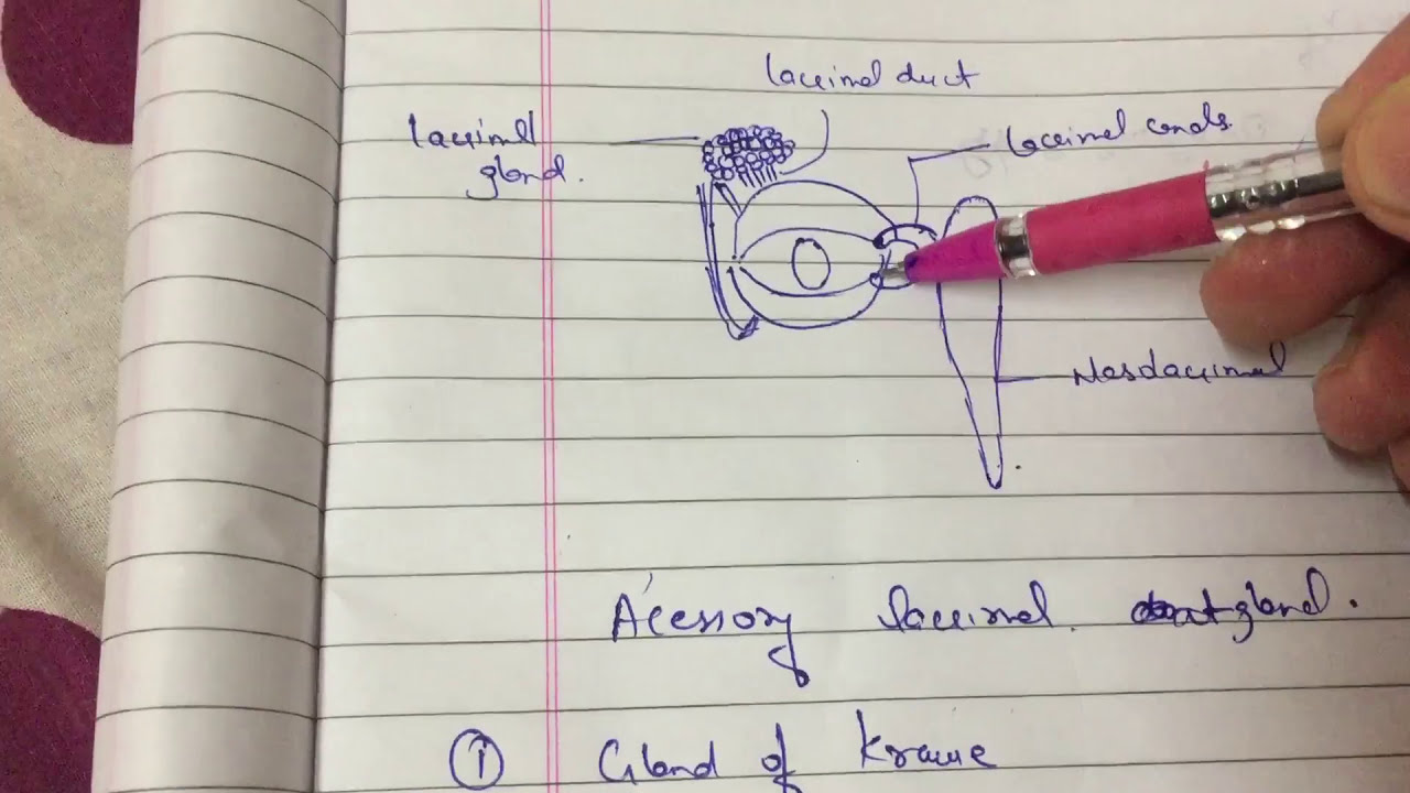 How tears are produced in eye? Lacrimal apparatus with diagram part 1 ...