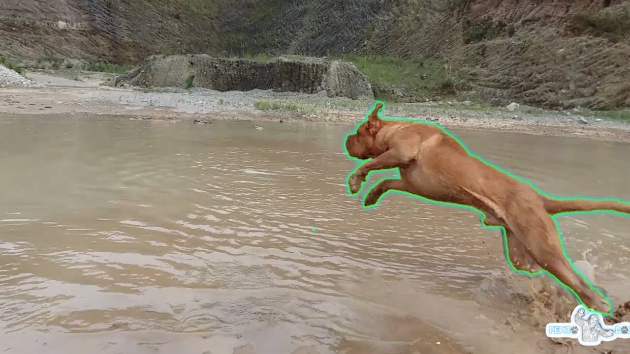 UN DIA CON MI PAREJA de PERROS RAZA DOGO DE BURDEOS Y UN PUG Pepito ...