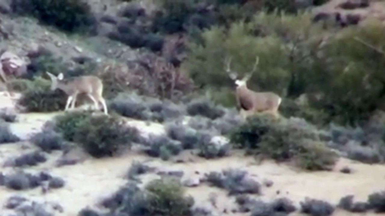 End of Deer Season - YouTube