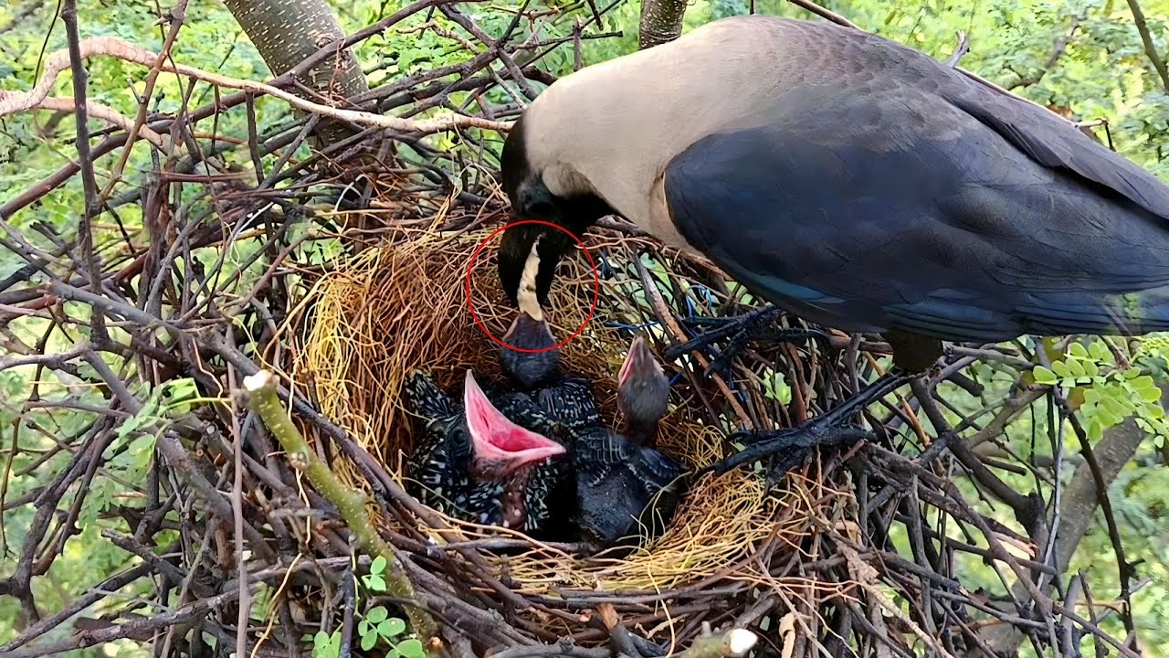 Beautiful cuckoo babies crow feeding babies @beautyofnature4988 - YouTube