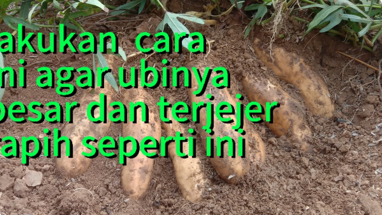 cara perawatan ubi Cilembu agar hasil ubinya besar dan rapat #ubi ...