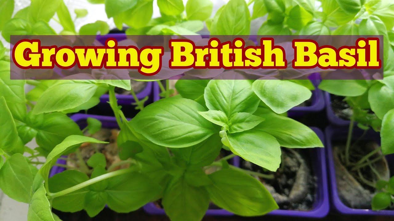 HOW TO GROW BRITISH BASIL/ A Cold Hardy Herb / No Dig Organic Allotment ...