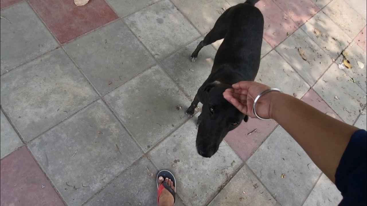 bal bal bacha 😱 dog se - YouTube