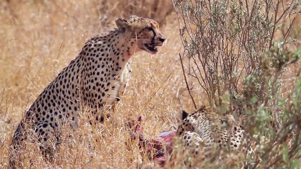 Cheetahs eating an impala - YouTube