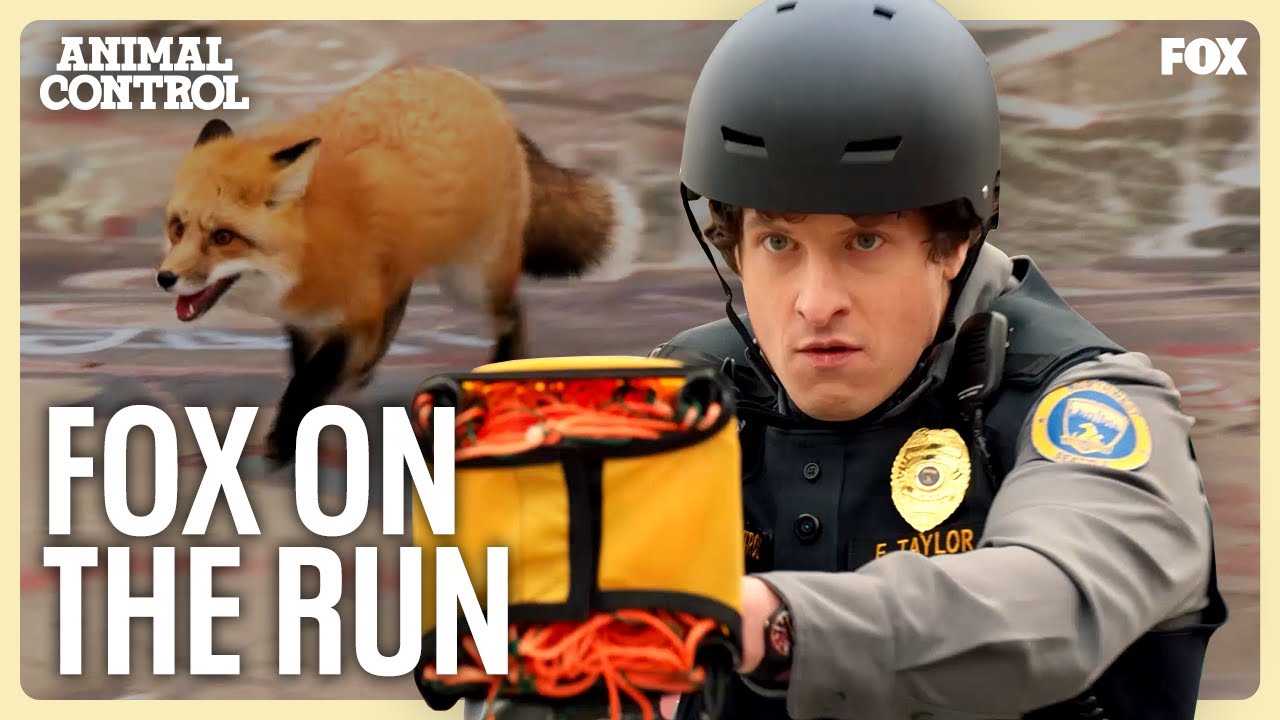 How To Capture A Fox With Steeze | Animal Control - YouTube