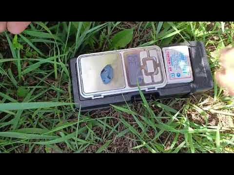 Жимолость. Сорт БОРЕАЛ БЬЮТИ! - YouTube