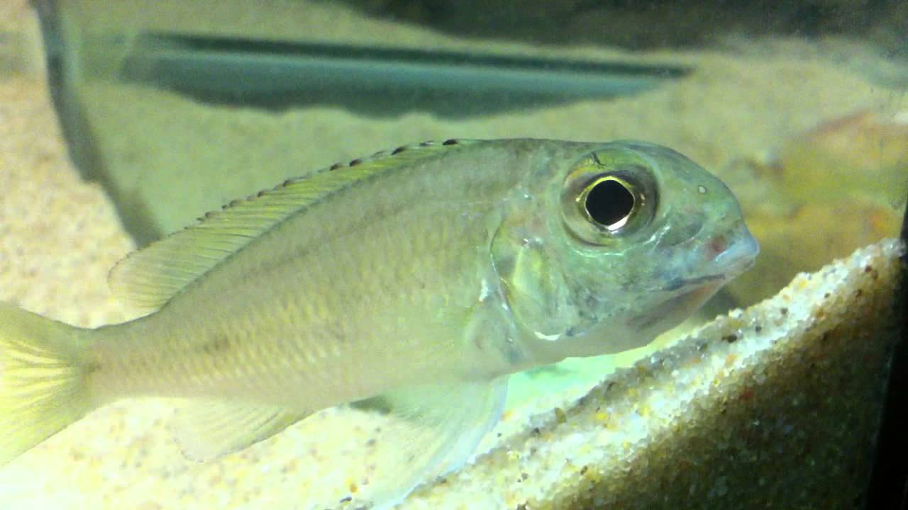 Callochromis melanostigma Magara brooding females & larvae - PISCES ...