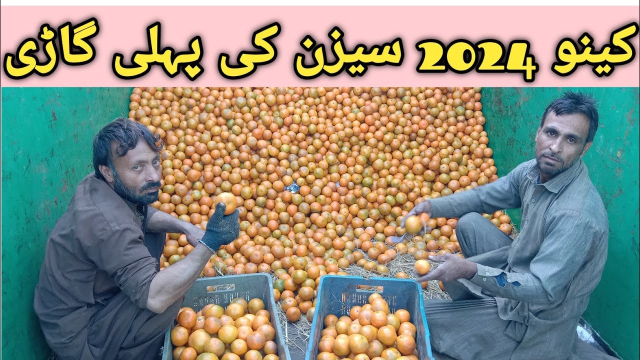 Pakistani kinnow season 2024-25 first tuck reached in peshawar fruit ...