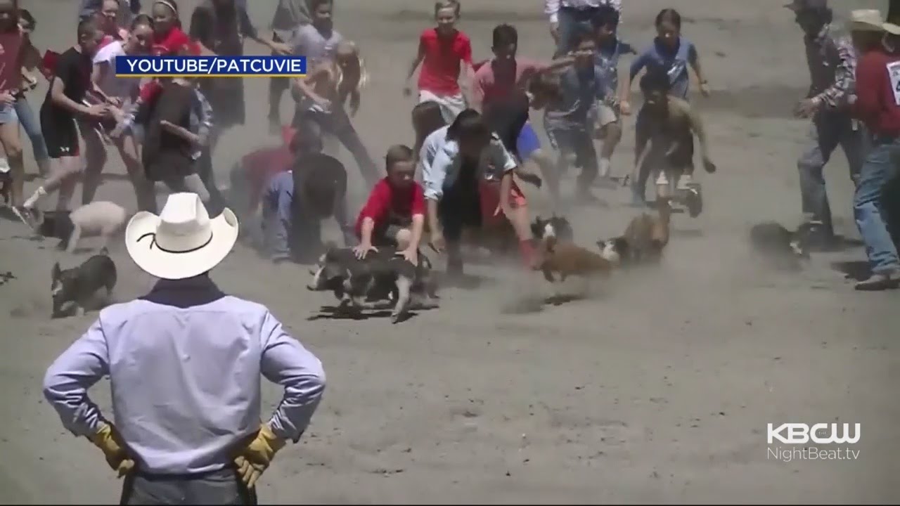 Pig Rodeo: Tradition Or Animal Cruelty? - YouTube