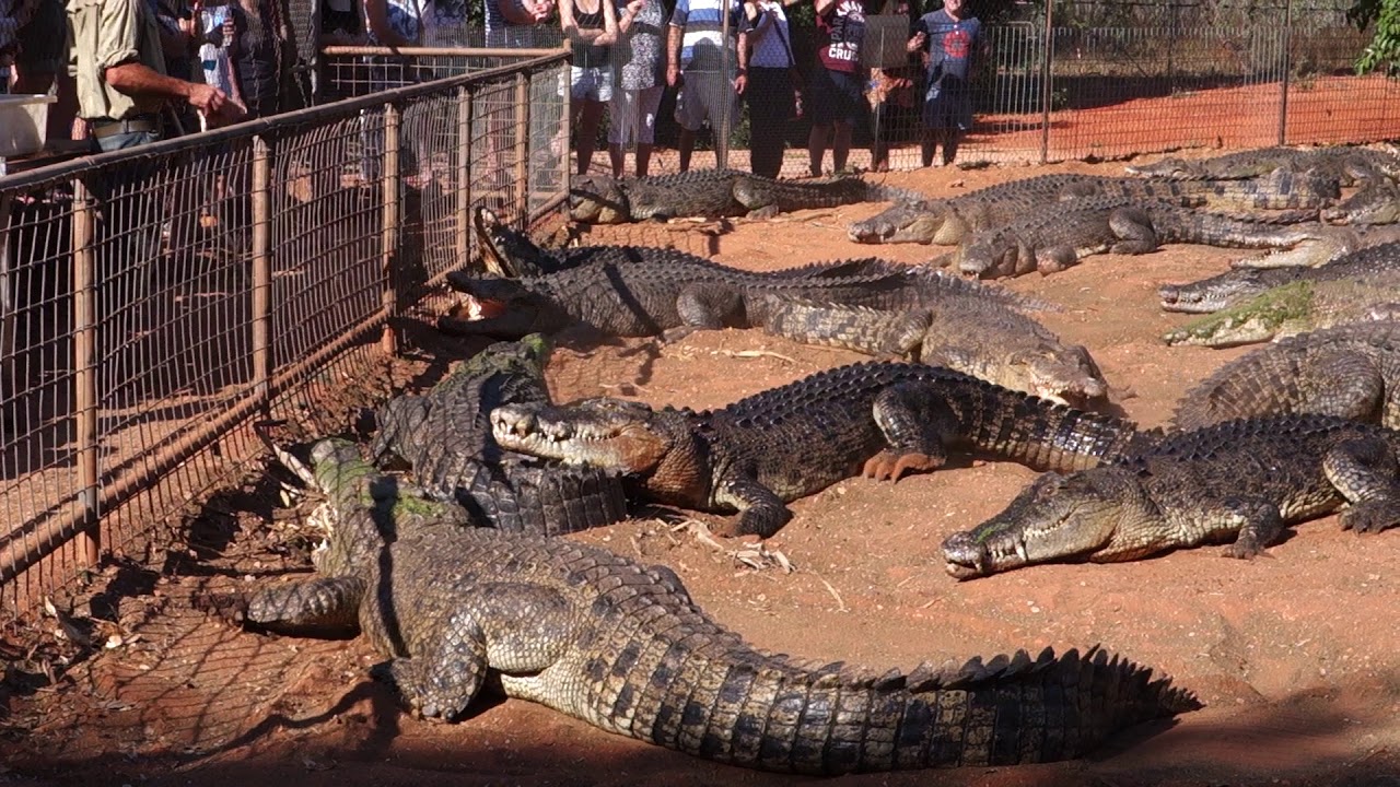 Crocodile Farm - YouTube