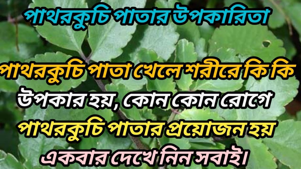 পাথরকুচি পাতাতেই উধাও হবে পাথর! ছুঁতেও পারবে না এসব রোগ। Patharkuchi ...