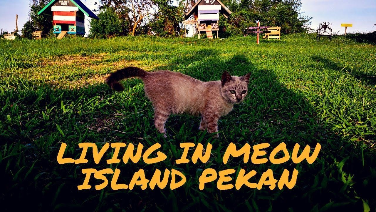 Meow Island Pulau Kucing terbesar di Pahang!! - YouTube