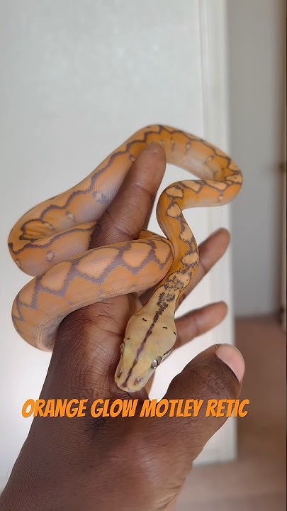 Orange Glow Motley Retic🐍| #snake #retic #reptile #babysnake #pythons # ...