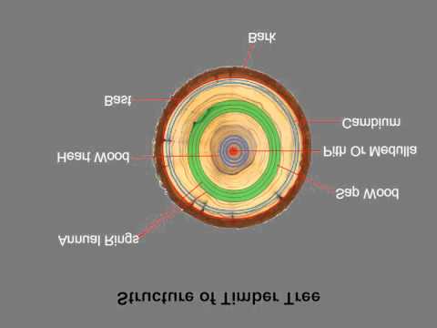 Structure of Timber Tree - YouTube
