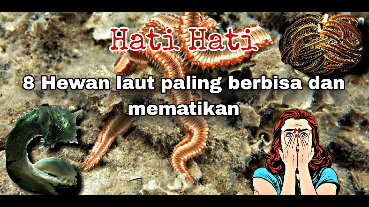 Hati Hati jika berenang di laut menemukan hewan ini!!! - YouTube
