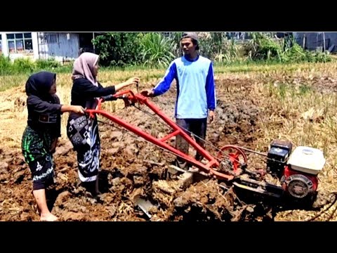 WOOW,,,KESERUAN GADIS DESA !! MEMBAJAK SAWAH - YouTube