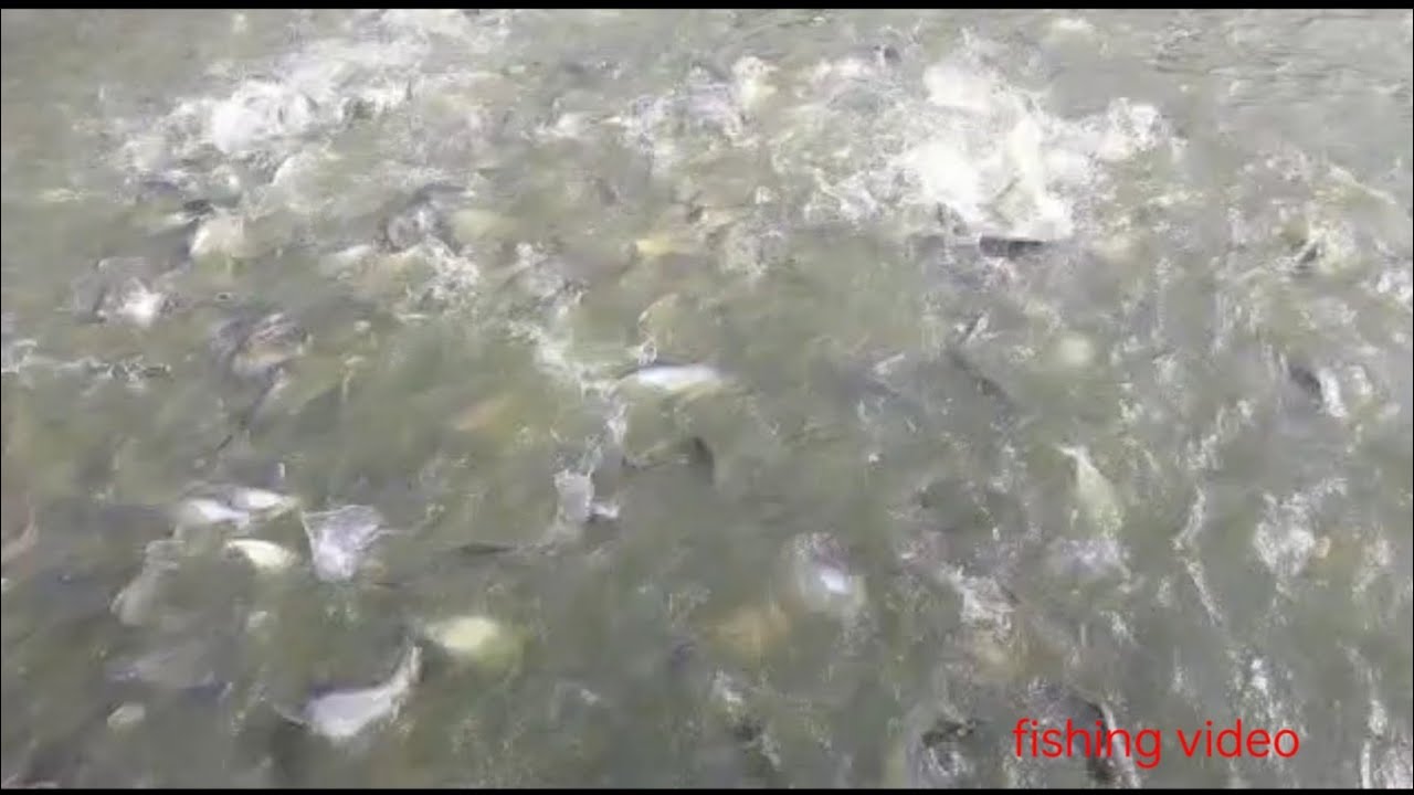 Amazing fishing video|| Fish Farm By Dolshumodru digi|| Local fish farm ...